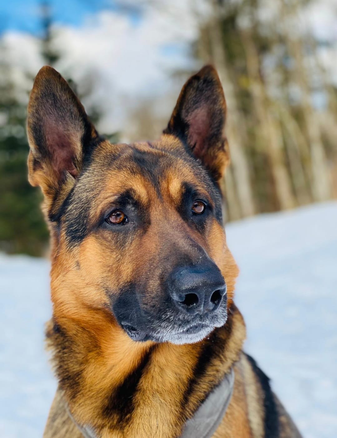 Deutsche Schäferhunde vom Fackelträger - Würfe